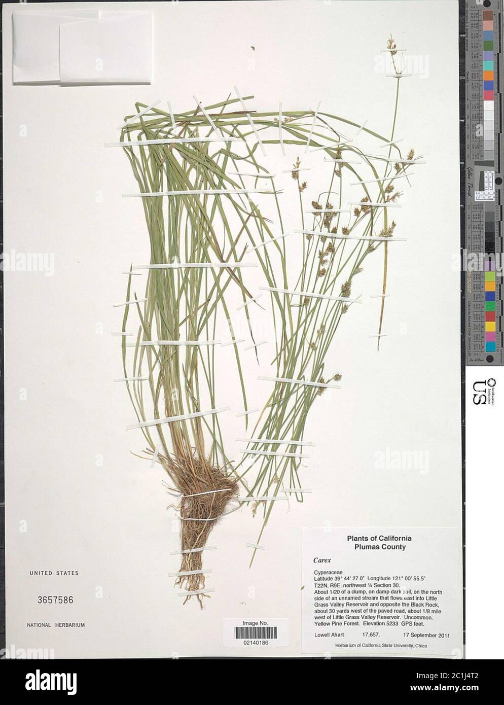 Carex sp Carex sp Stock Photo - Alamy