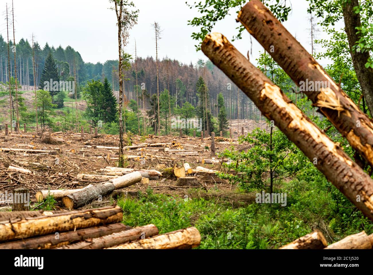 Forest dieback in the Arnsberg Forest Nature Park, more than 70 percent ...