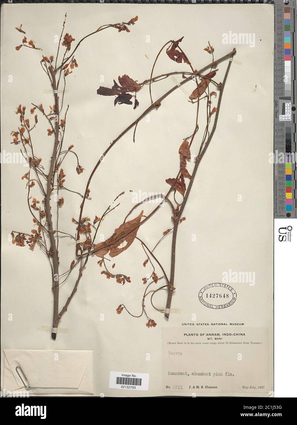 Derris sp Derris sp Stock Photo - Alamy