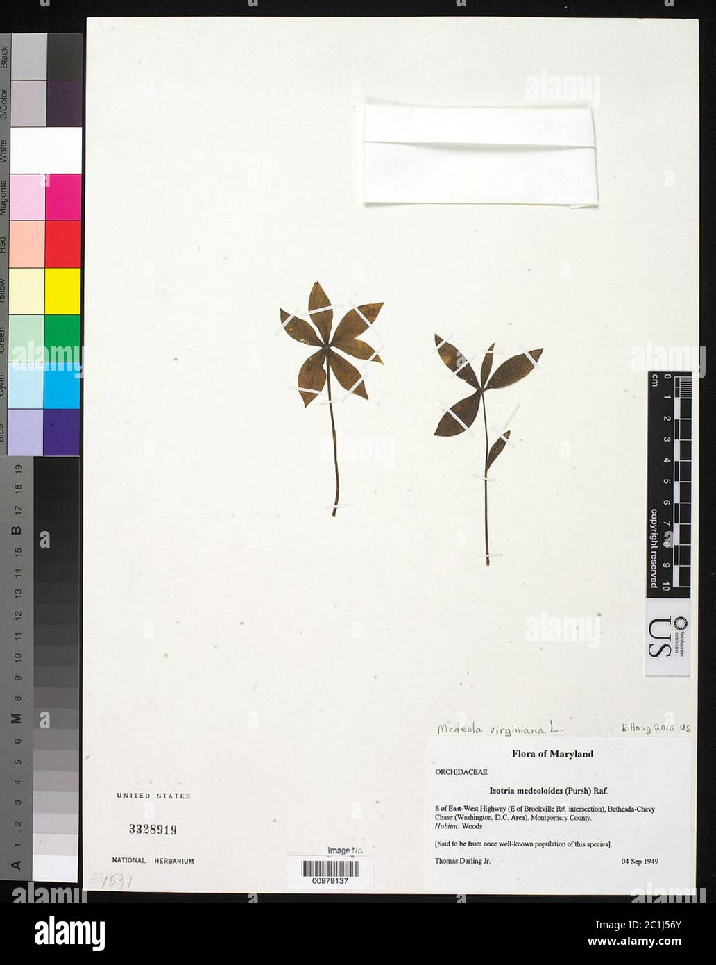 Medeola virginiana hi-res stock photography and images - Alamy