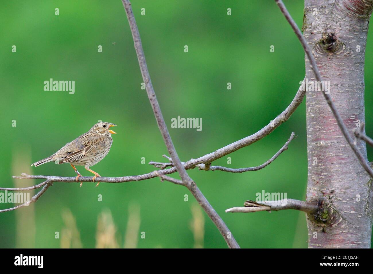Singing tree hi-res stock photography and images - Alamy