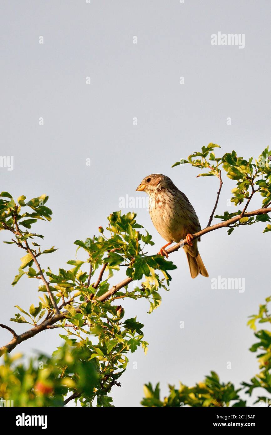 Singing tree hi-res stock photography and images - Alamy