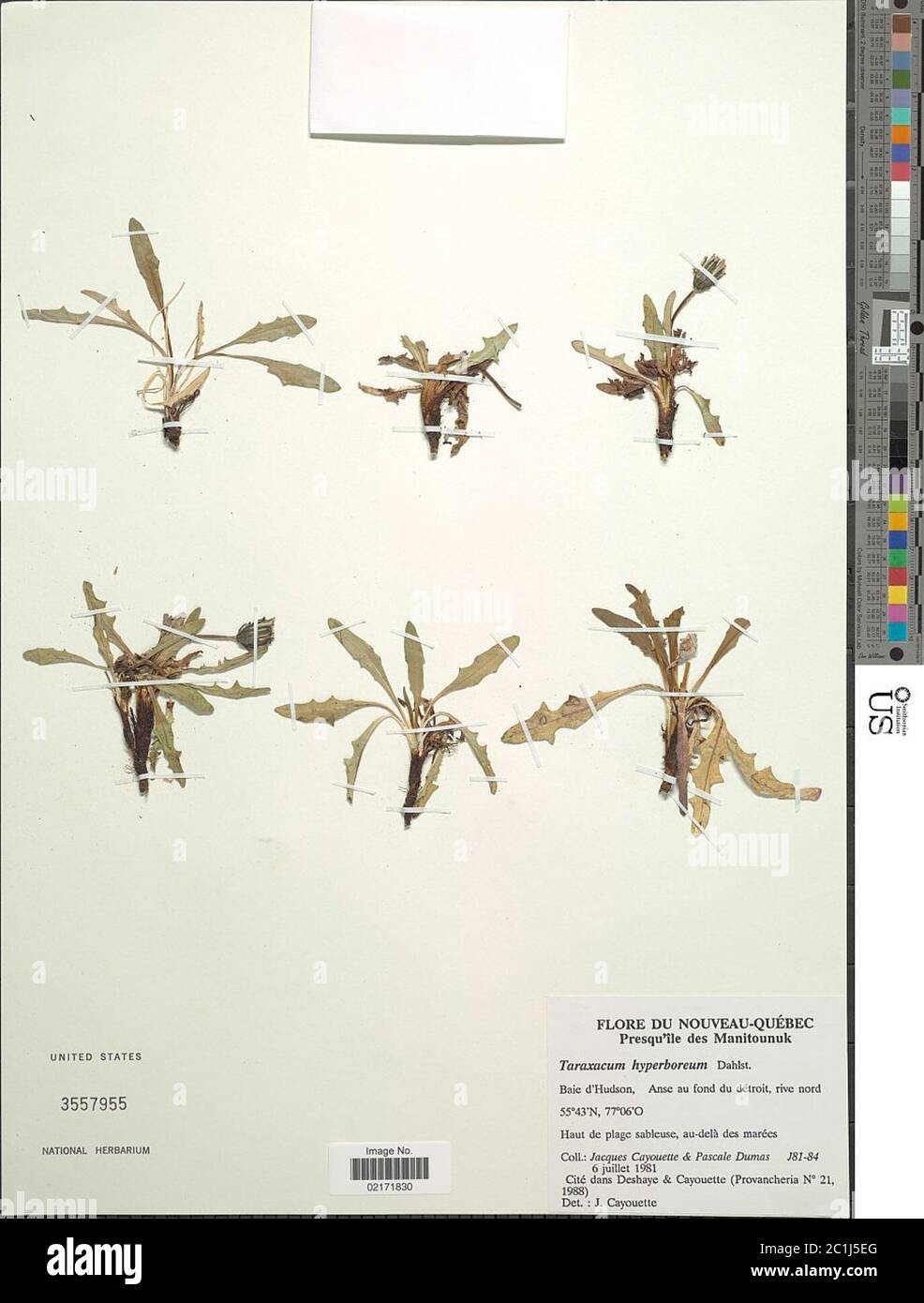 Taraxacum hyperboreum Dahlst Taraxacum hyperboreum Dahlst Stock Photo ...