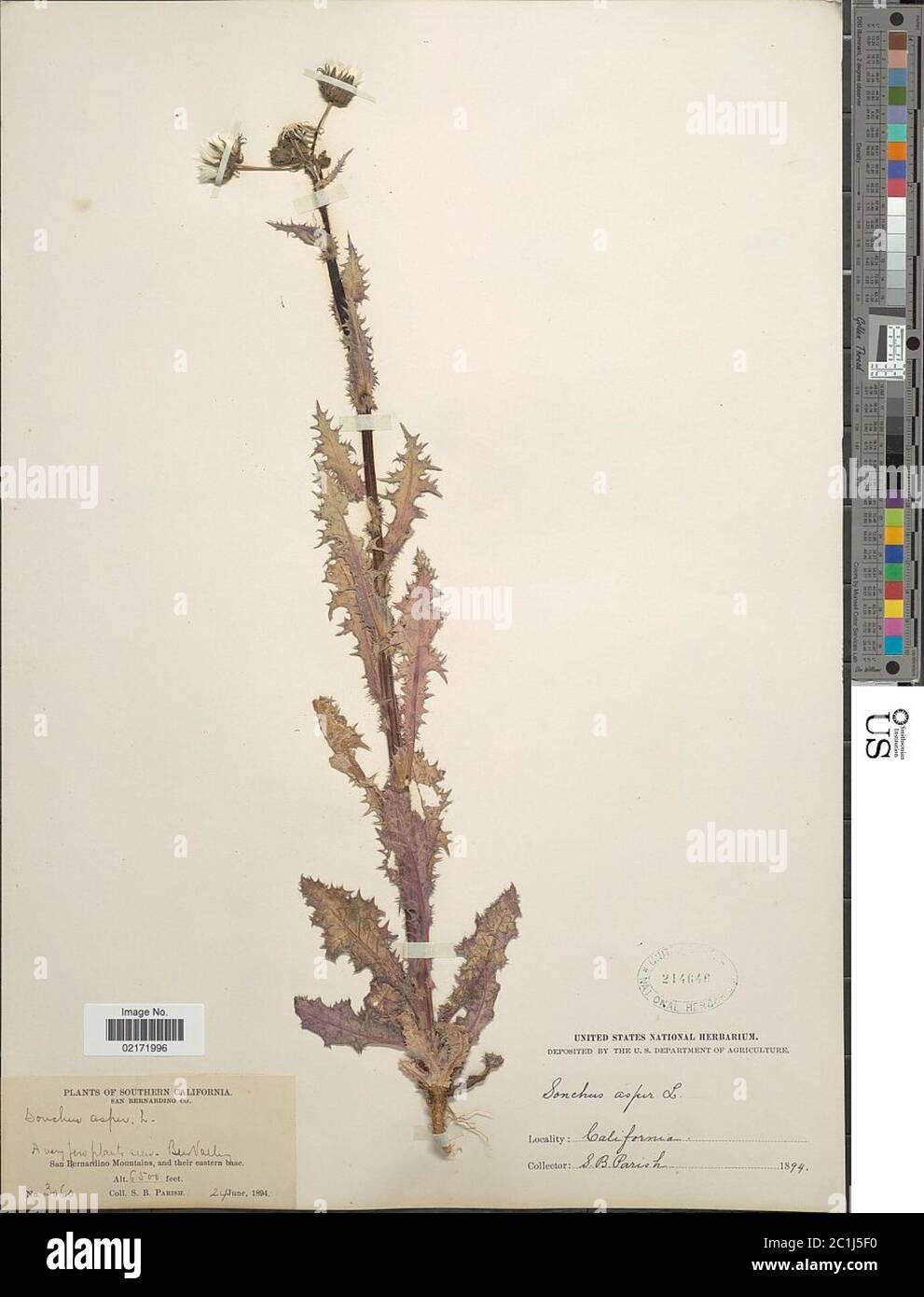 Plant species sonchus asper hi-res stock photography and images - Alamy