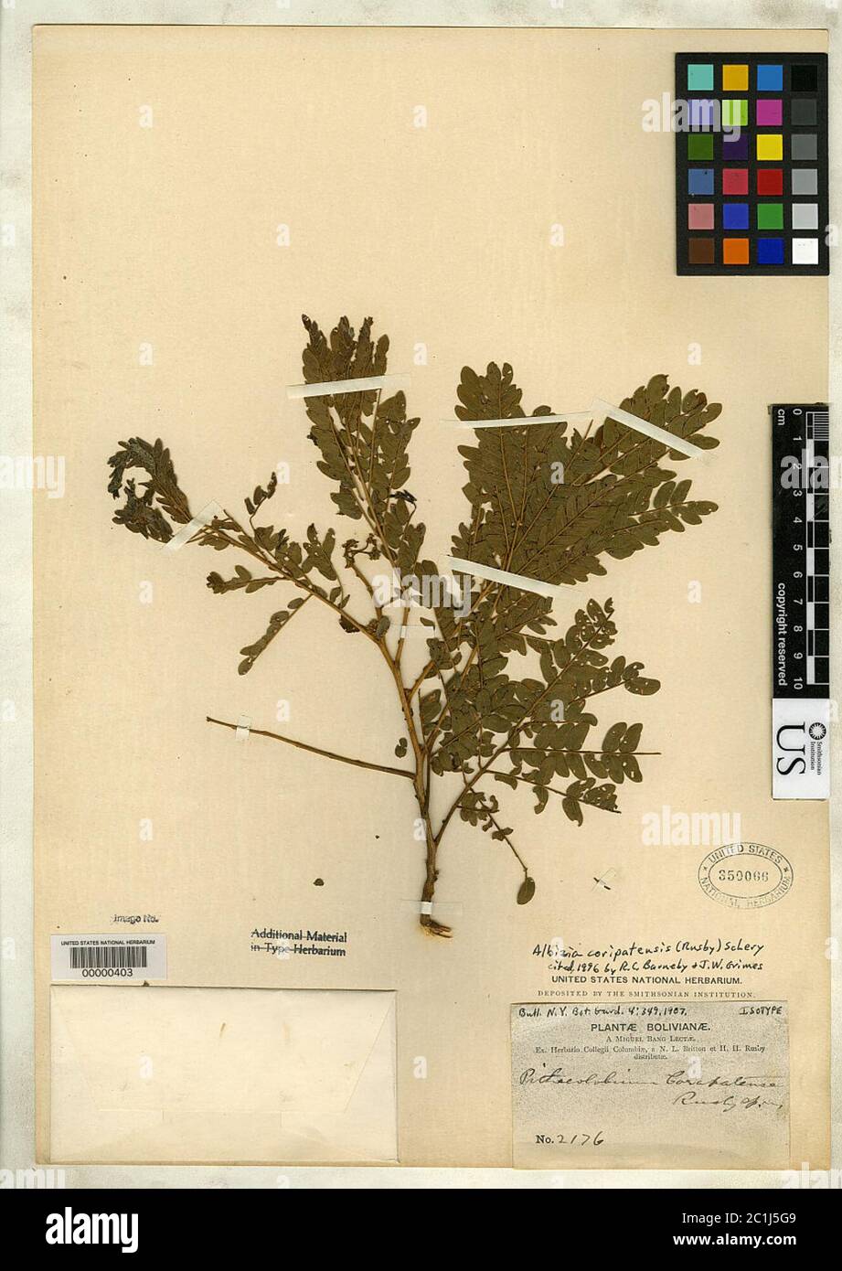 Pithecellobium hi-res stock photography and images - Alamy