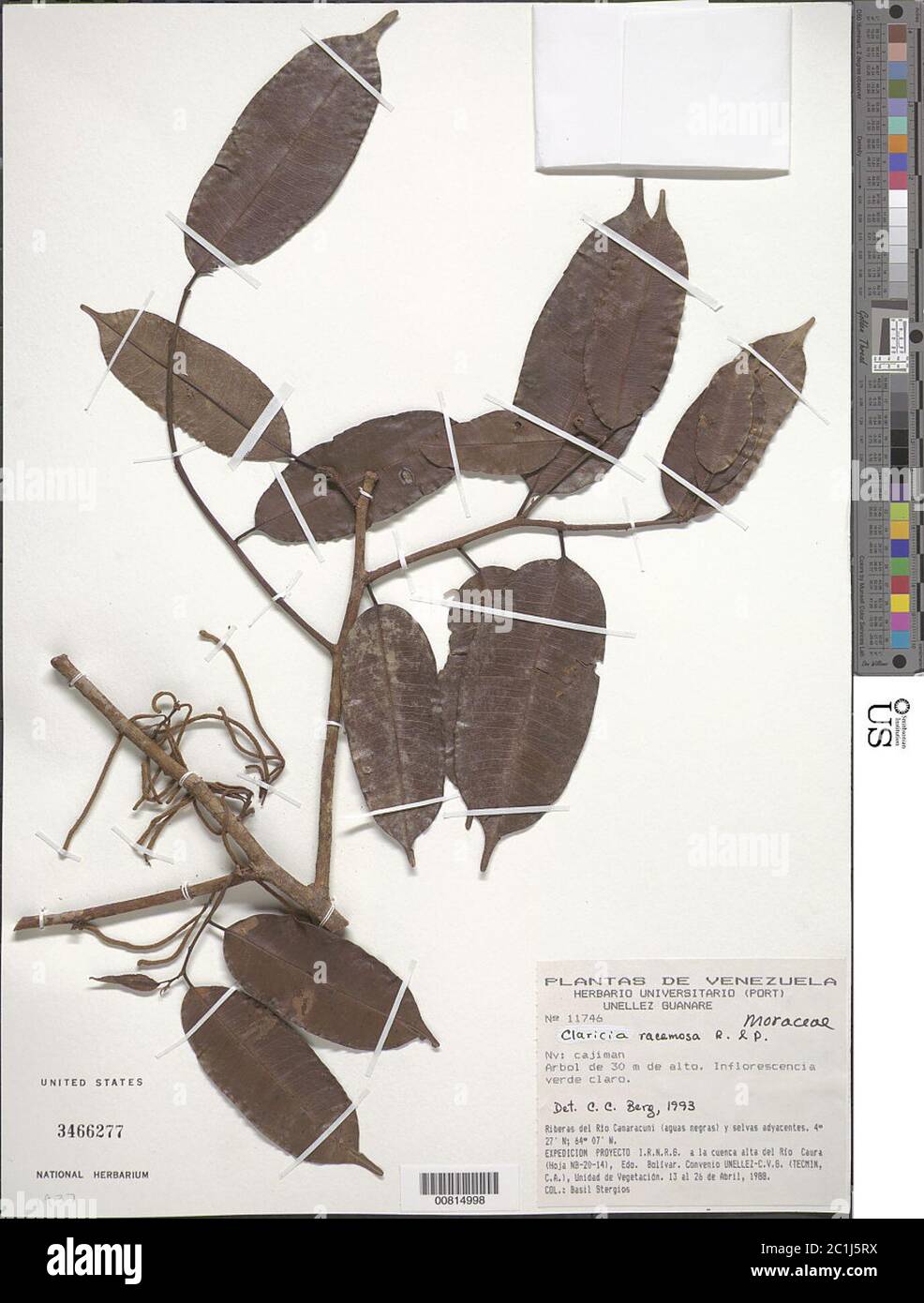 Clarisia racemosa Ruiz Pav Clarisia racemosa Ruiz Pav Stock Photo - Alamy