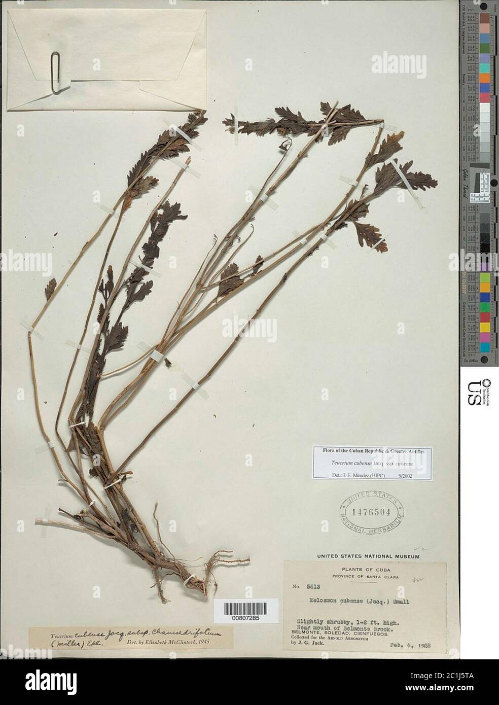 Teucrium cubense hi-res stock photography and images - Alamy