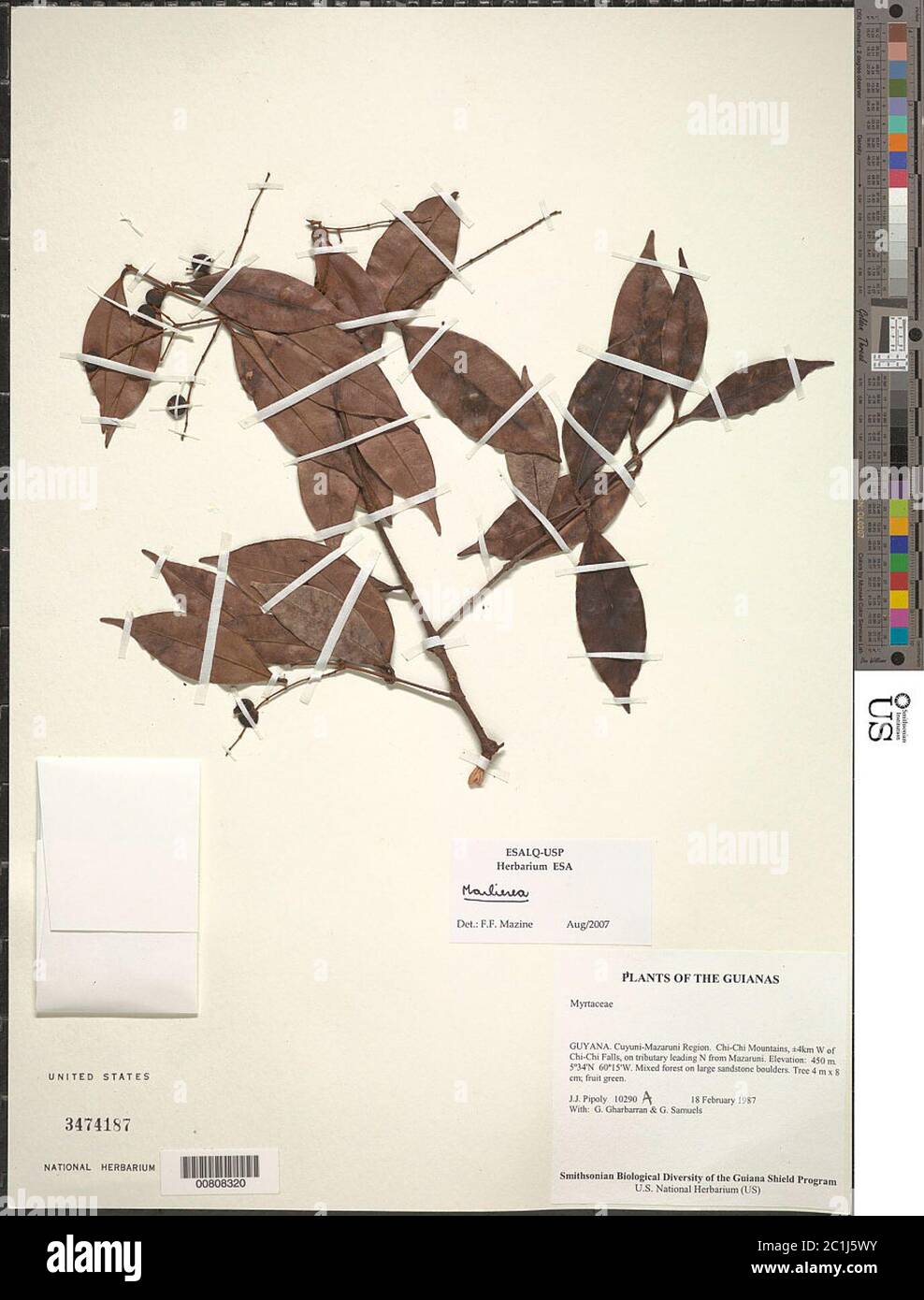 Marlierea hi-res stock photography and images - Alamy