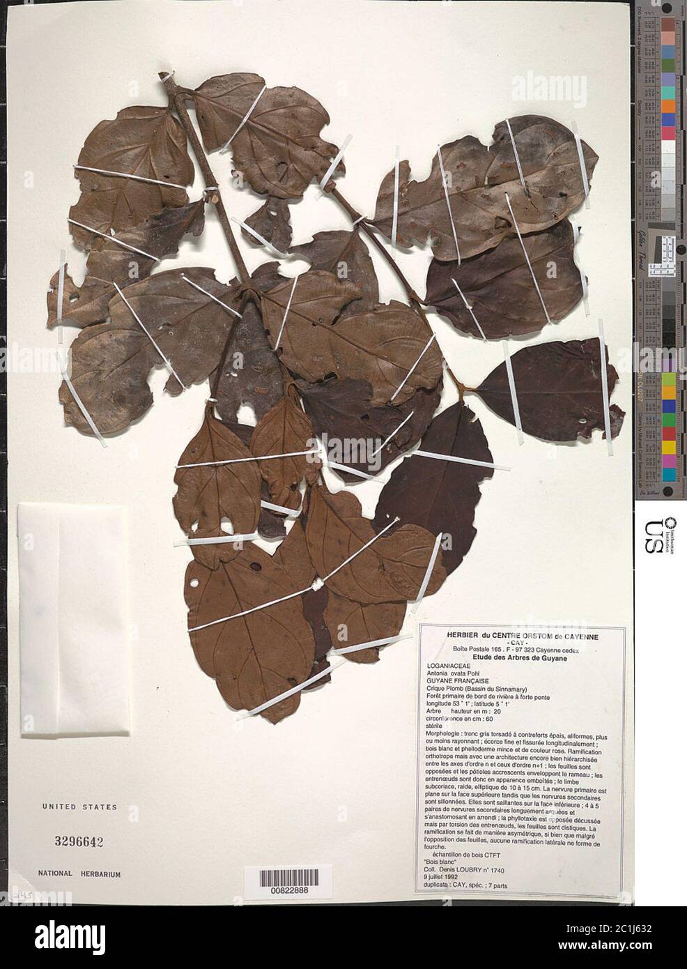 Antonia ovata Pohl Antonia ovata Pohl Stock Photo - Alamy