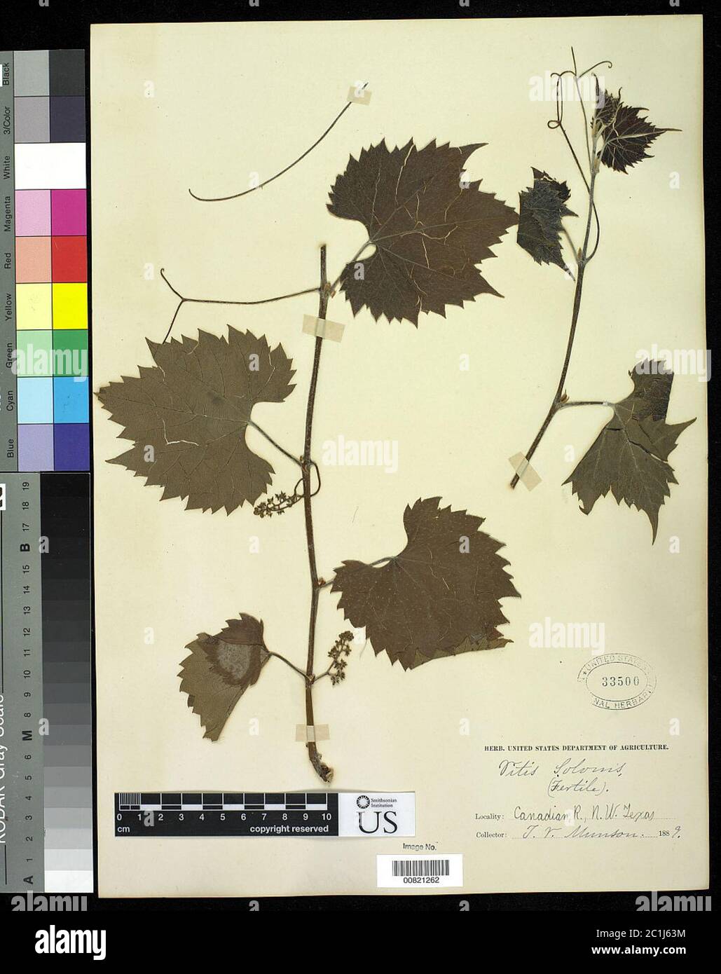 Vitis solonis Planch Vitis solonis Planch Stock Photo - Alamy