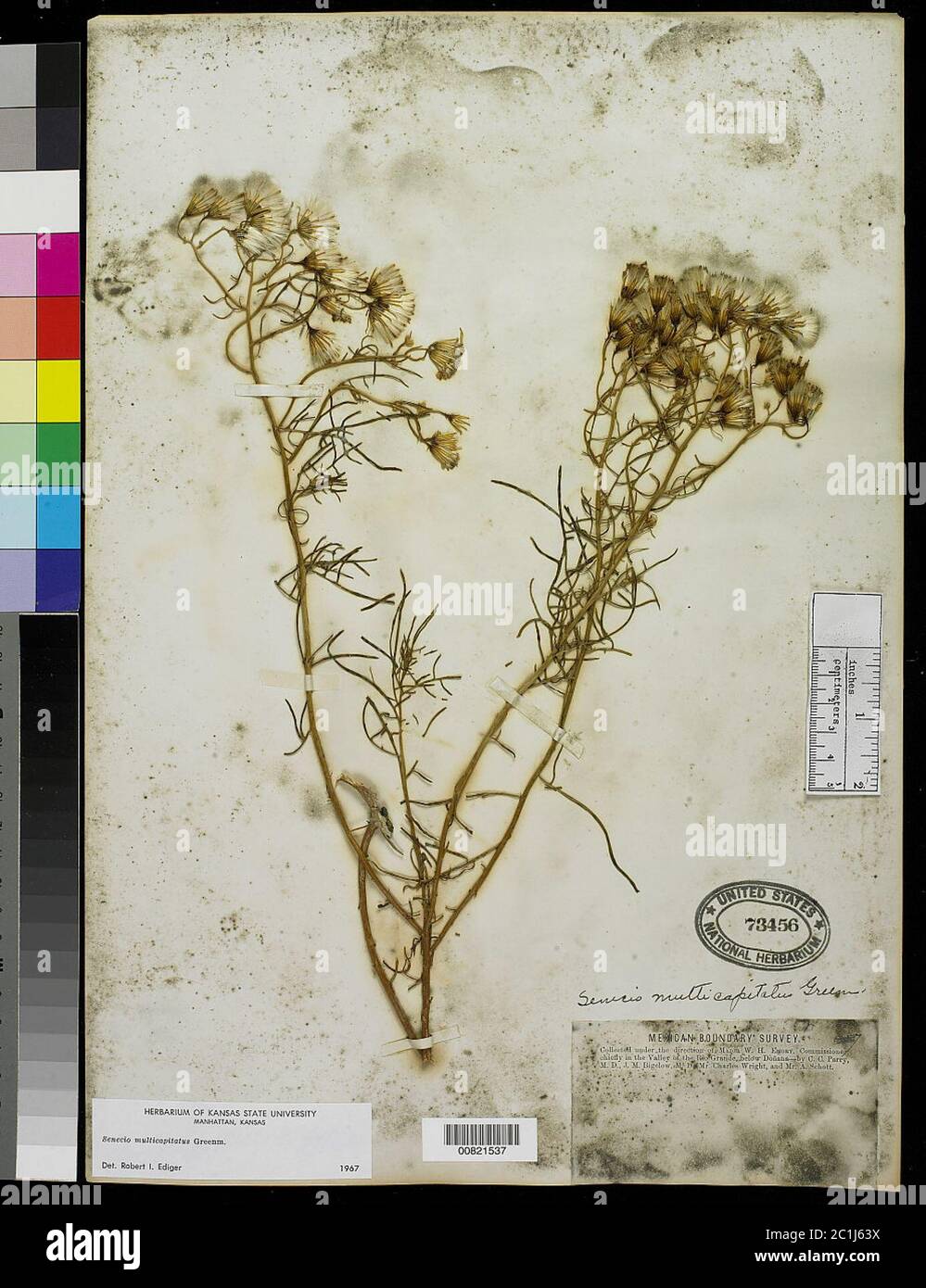 Senecio multicapitatus Greenm Senecio multicapitatus Greenm Stock Photo ...