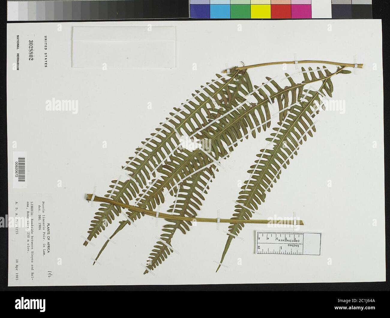 Pteris linearis Poir Pteris linearis Poir Stock Photo - Alamy