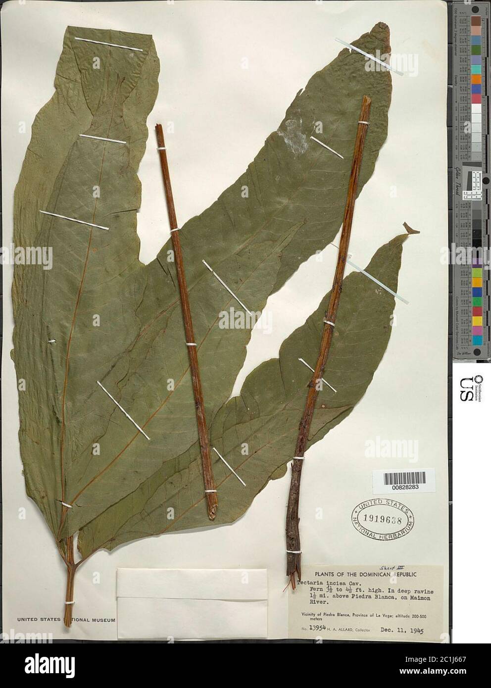 Tectaria incisa hi-res stock photography and images - Alamy