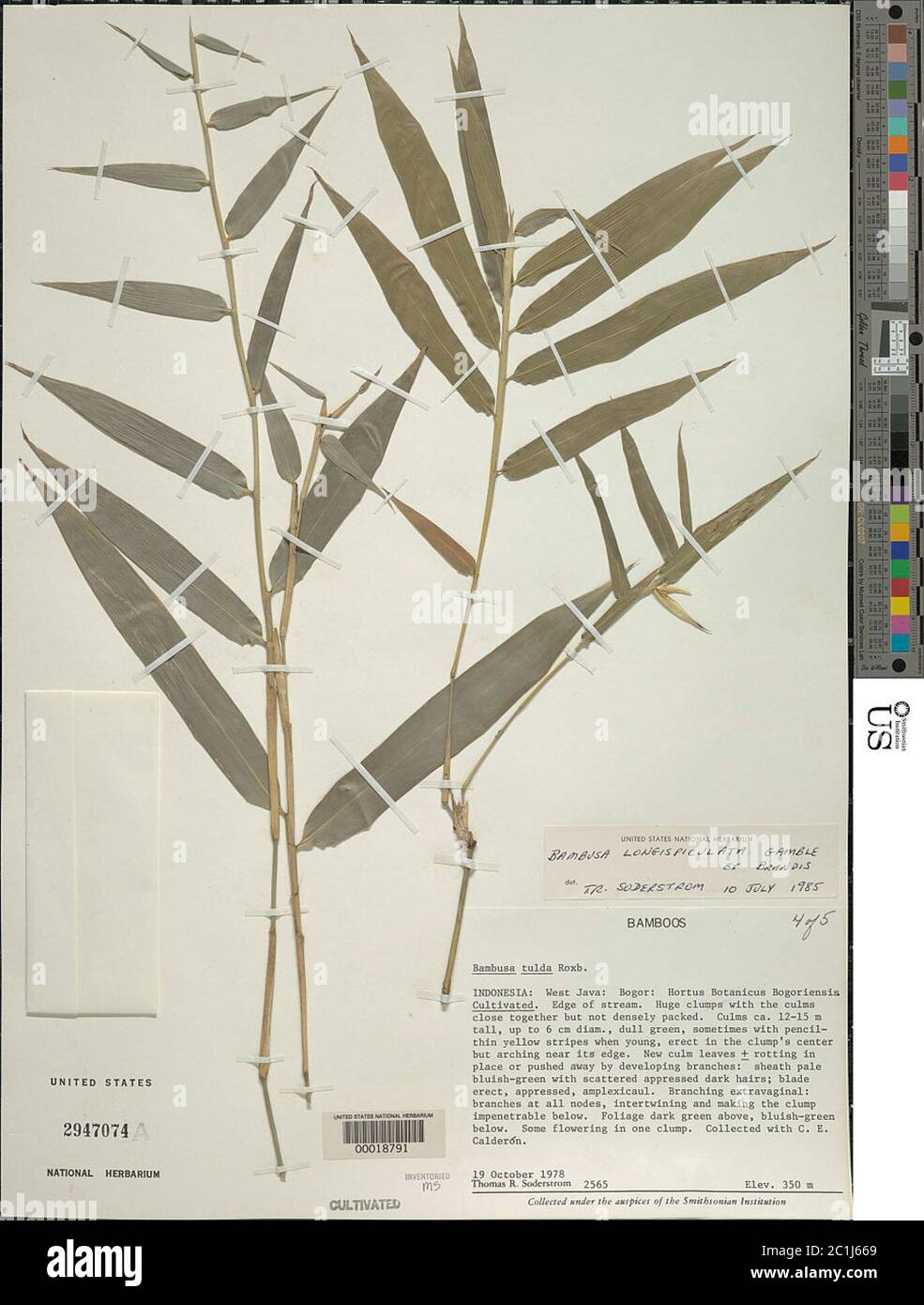 Bambusa tulda Roxb Bambusa tulda Roxb Stock Photo - Alamy