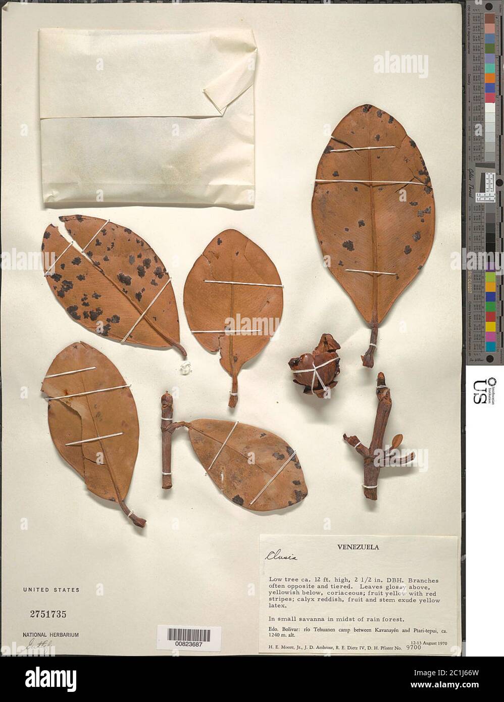 Clusia sp Clusia sp Stock Photo - Alamy