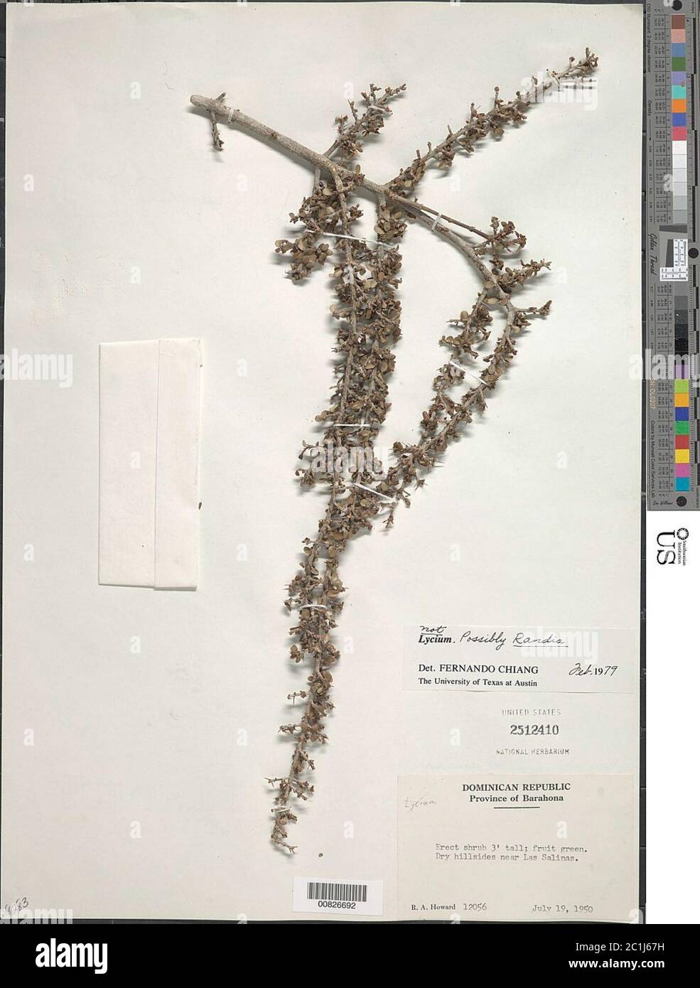 Randia sp Randia sp Stock Photo - Alamy