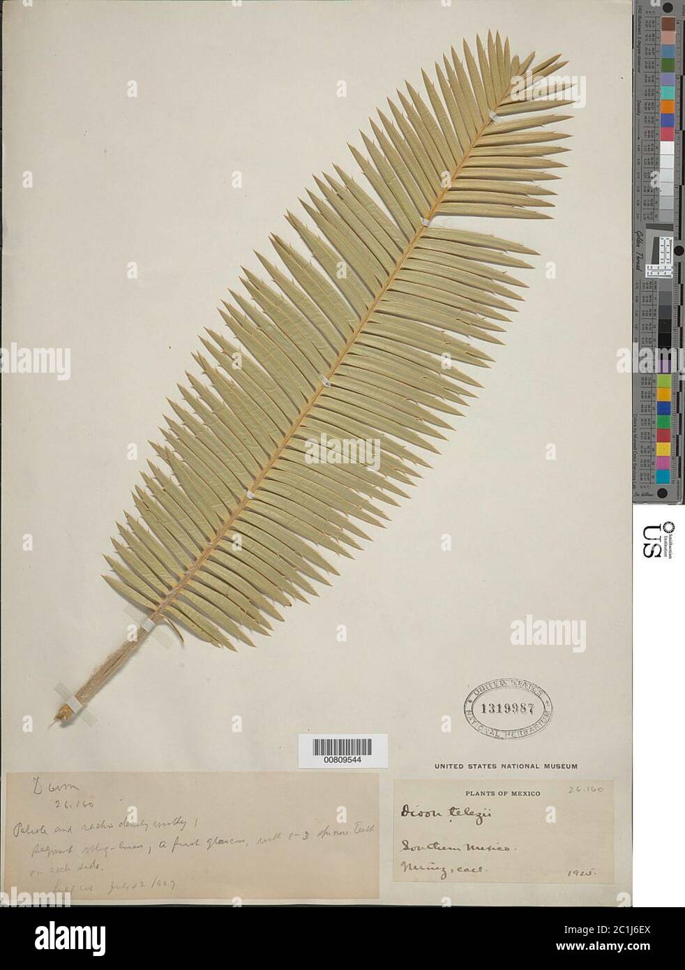 Dioon sp hi-res stock photography and images - Alamy