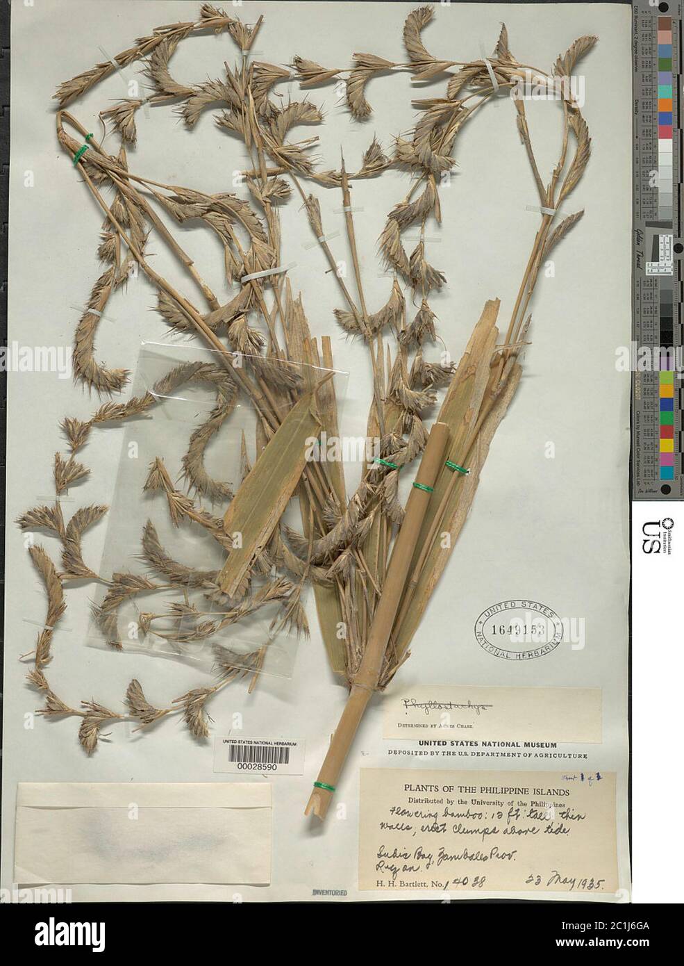 Melocanna hi-res stock photography and images - Alamy