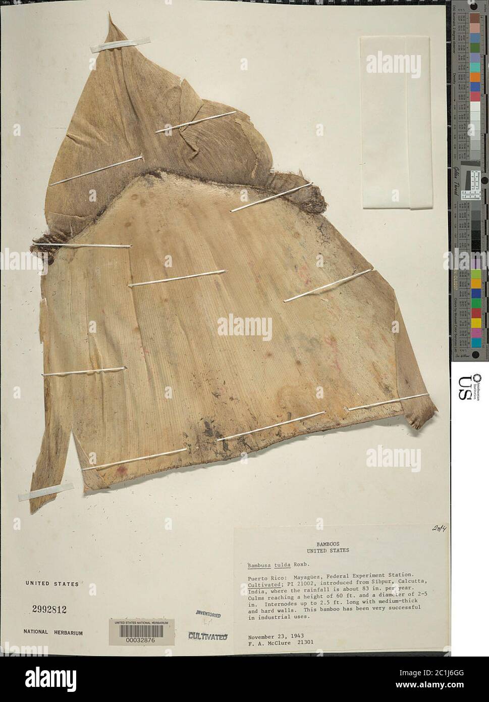 Bambusa tulda Roxb Bambusa tulda Roxb Stock Photo - Alamy