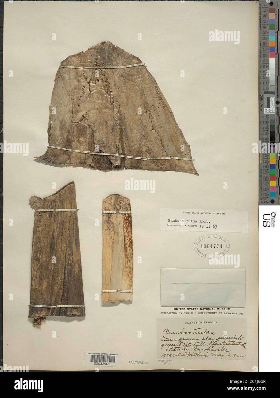 Bambusa tulda Roxb Bambusa tulda Roxb Stock Photo - Alamy