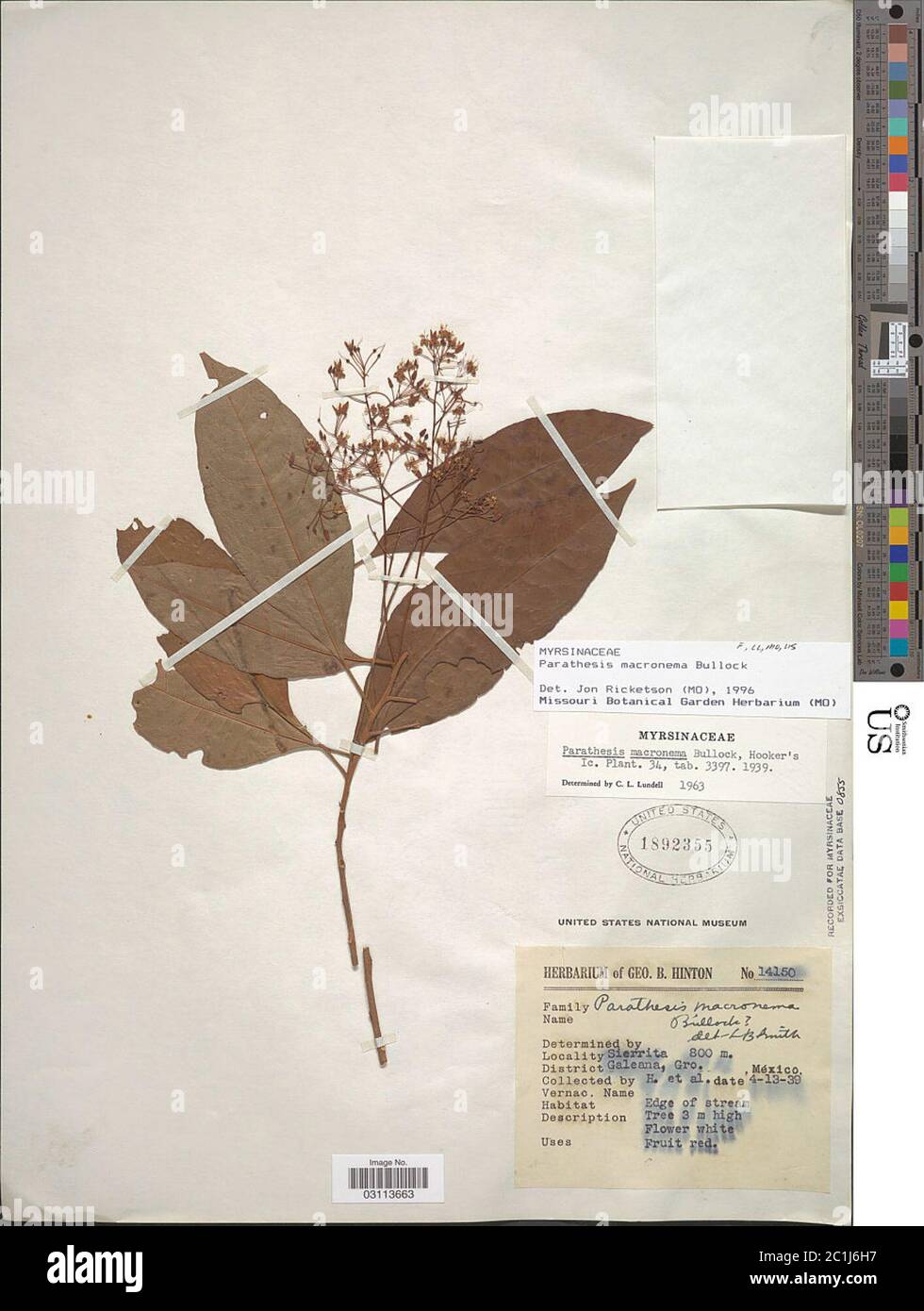 Parathesis macronema Bullock Parathesis macronema Bullock Stock Photo ...