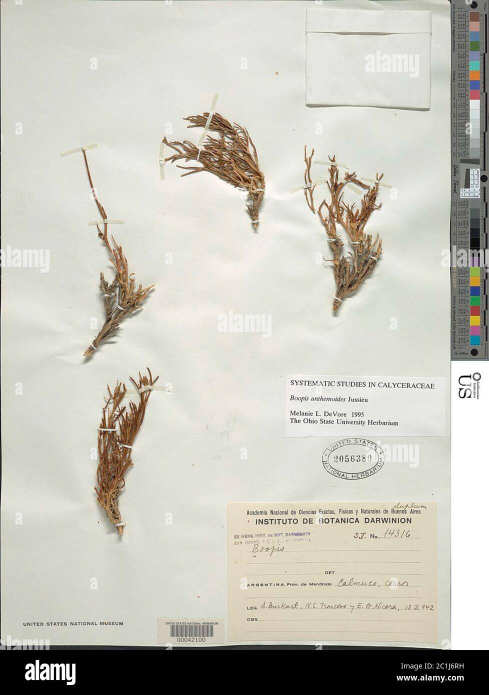 Boopis anthemoides Juss Boopis anthemoides Juss Stock Photo - Alamy