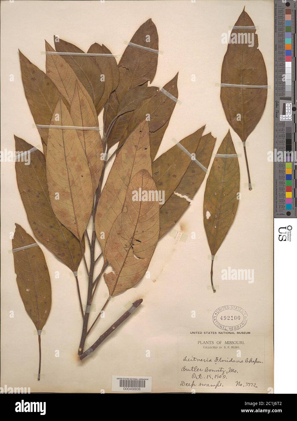 Leitneria floridana hi-res stock photography and images - Alamy