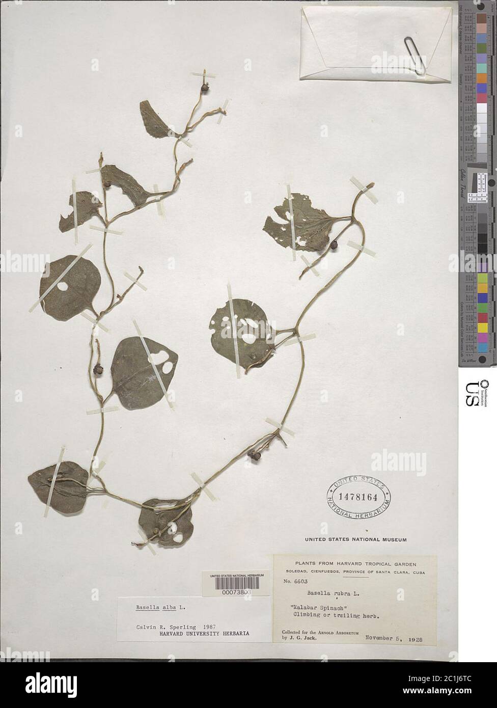 Basella alba natural hi-res stock photography and images - Alamy