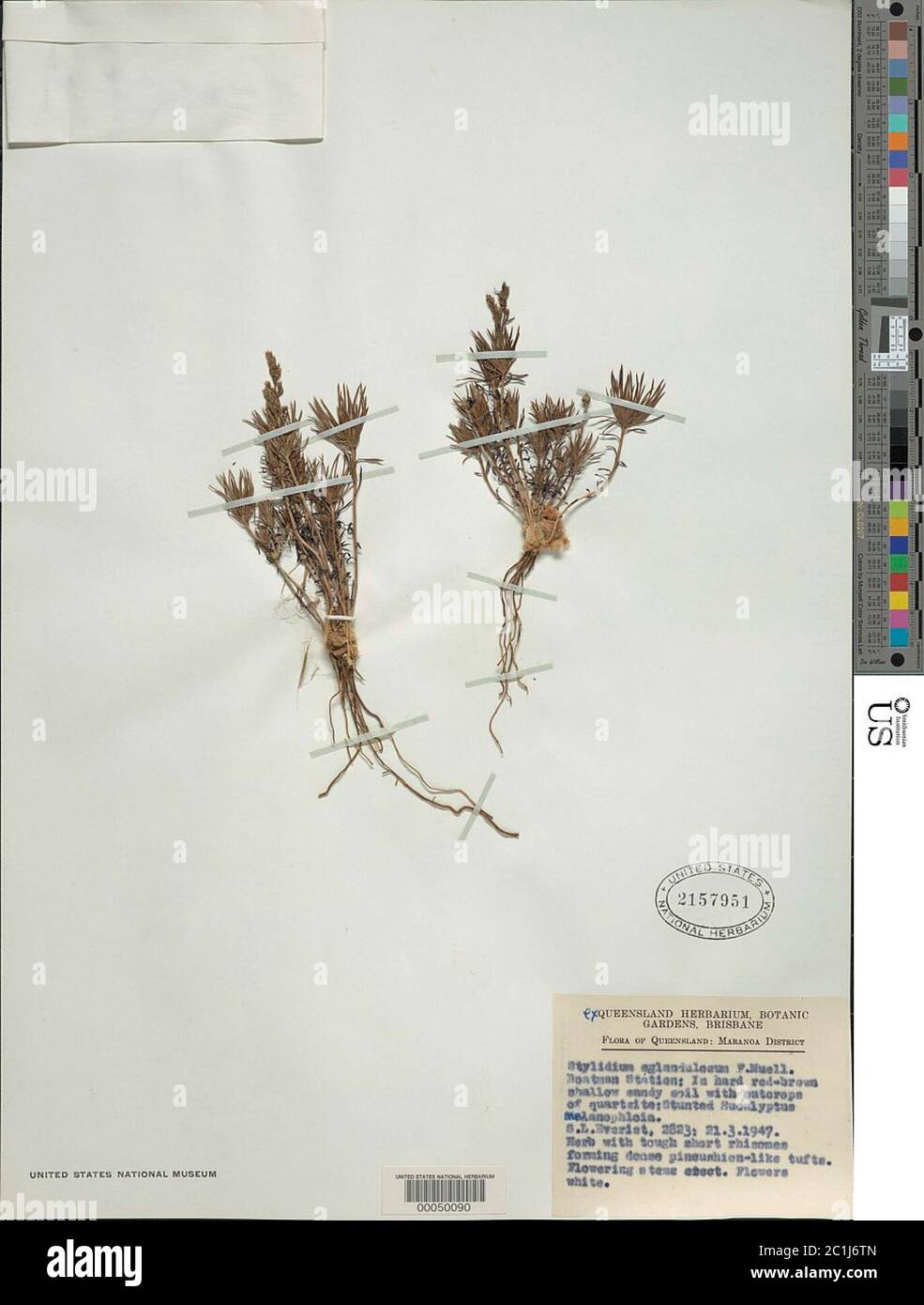 Stylidium eglandulosum Stylidium eglandulosum Stock Photo - Alamy