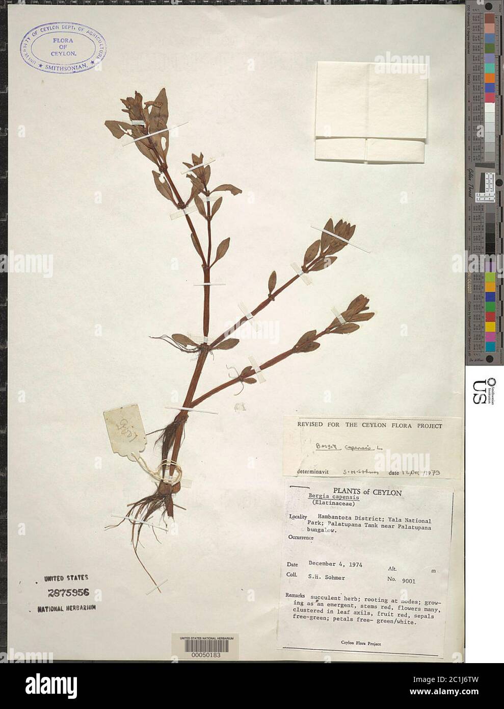 Bergia hi-res stock photography and images - Alamy