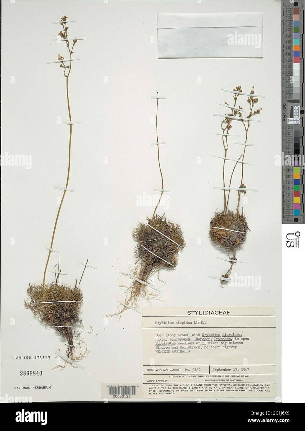 Stylidium hispidum Stylidium hispidum Stock Photo - Alamy