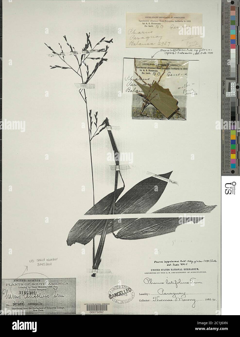 Pharus lappulaceus subsp pubescens Pharus lappulaceus subsp pubescens ...