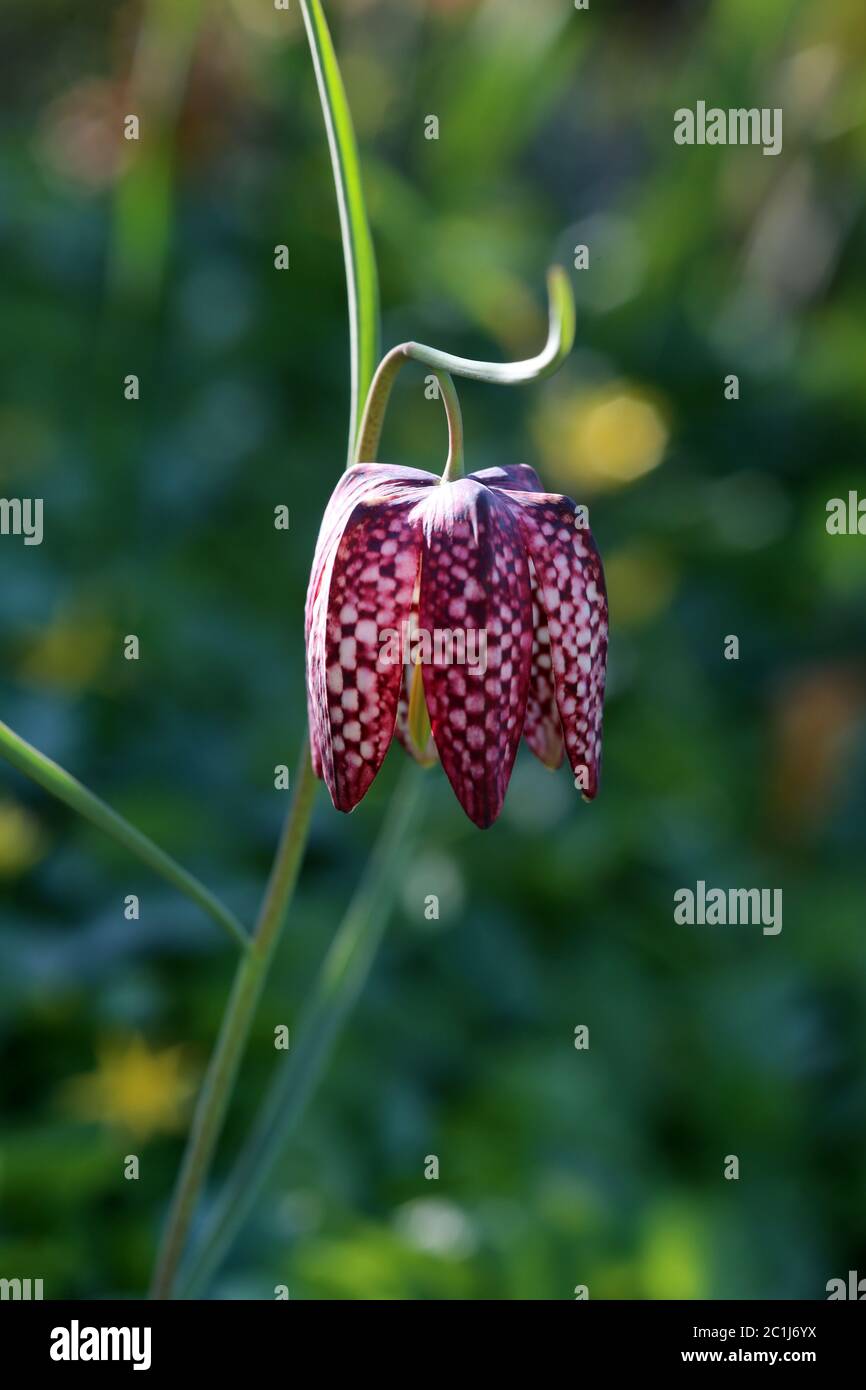 The chess flower hi-res stock photography and images - Alamy