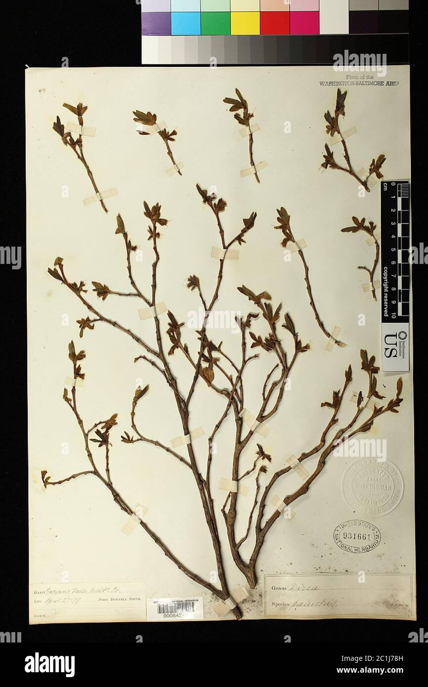 Dirca palustris hi-res stock photography and images - Alamy