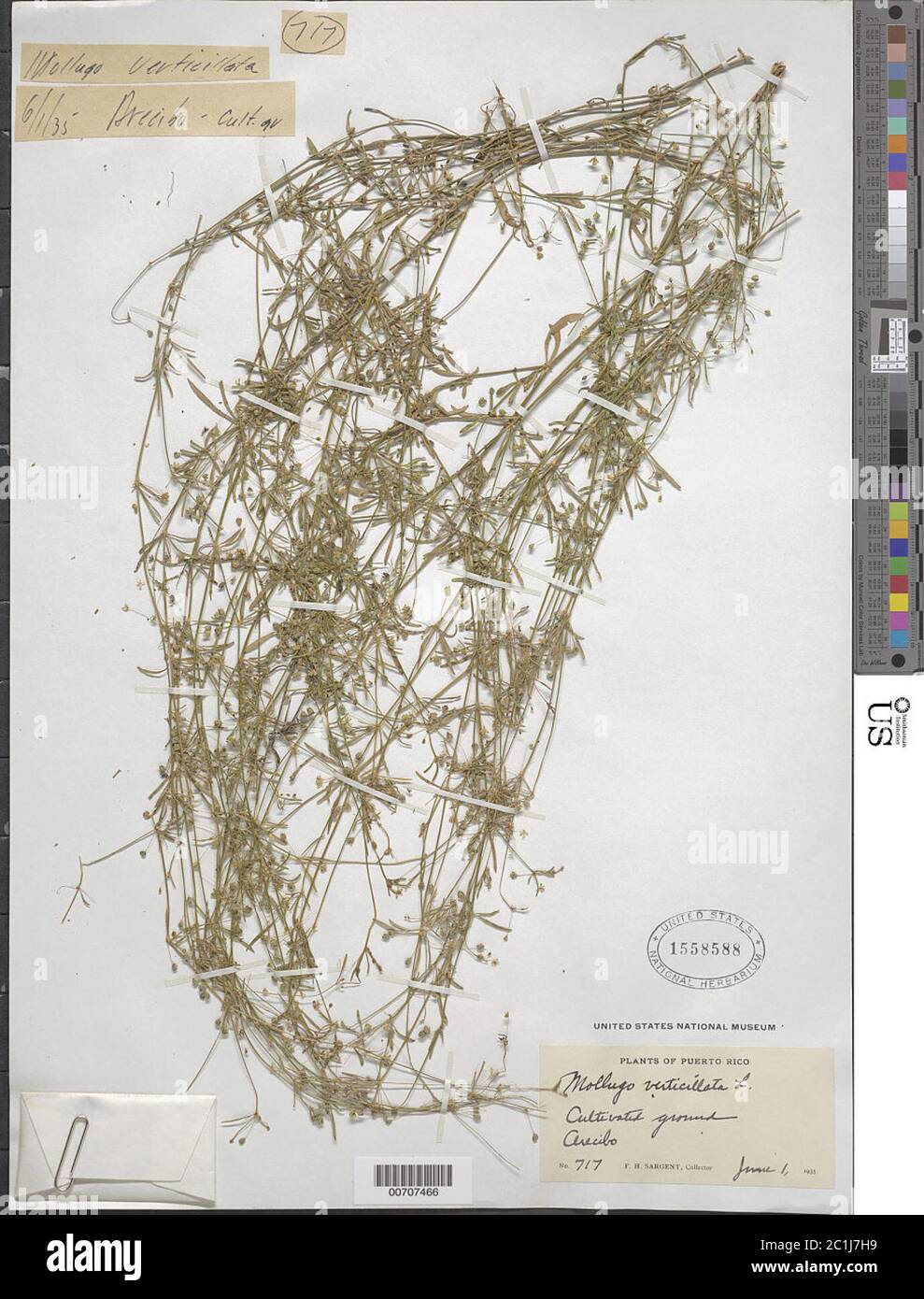 Mollugo verticillata L Mollugo verticillata L Stock Photo - Alamy