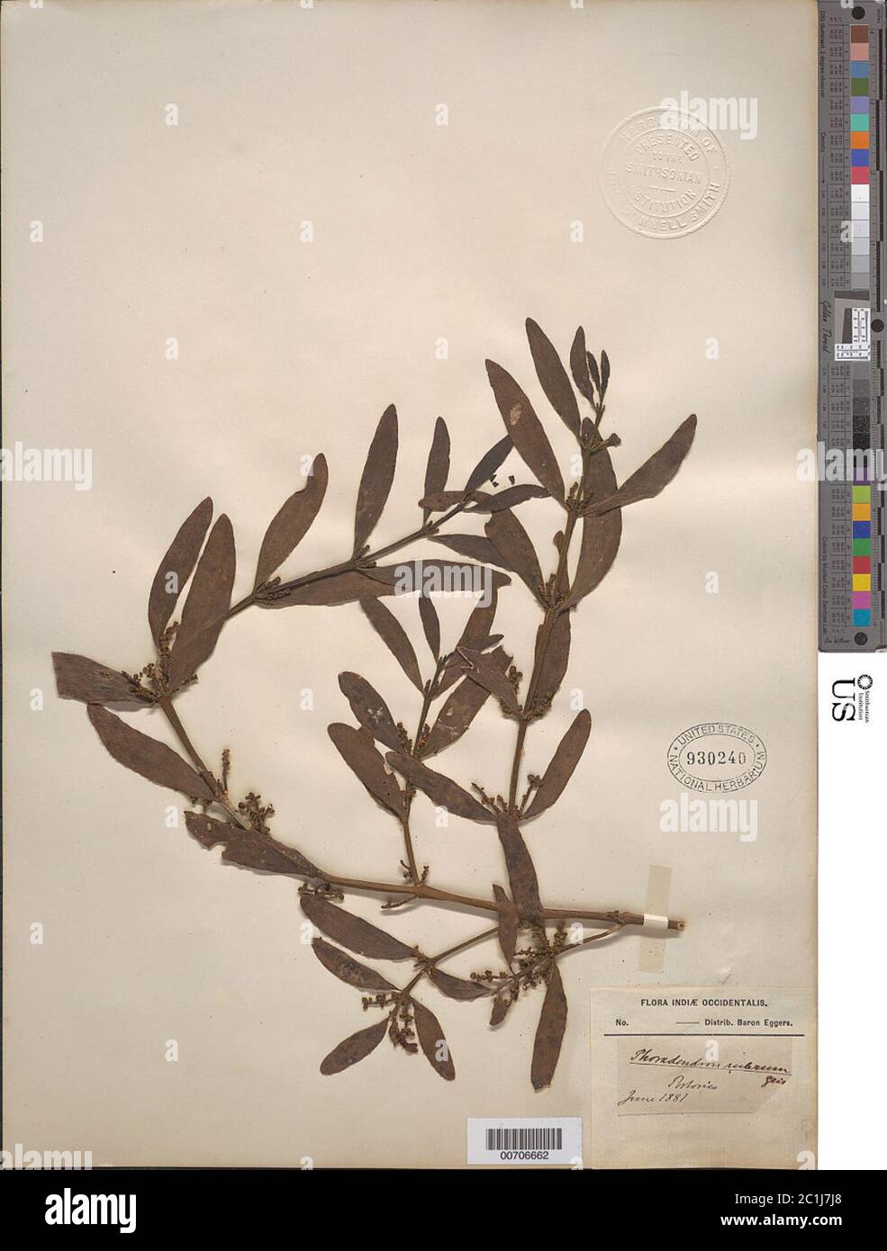 Phoradendron rubrum Griseb Phoradendron rubrum Griseb Stock Photo - Alamy