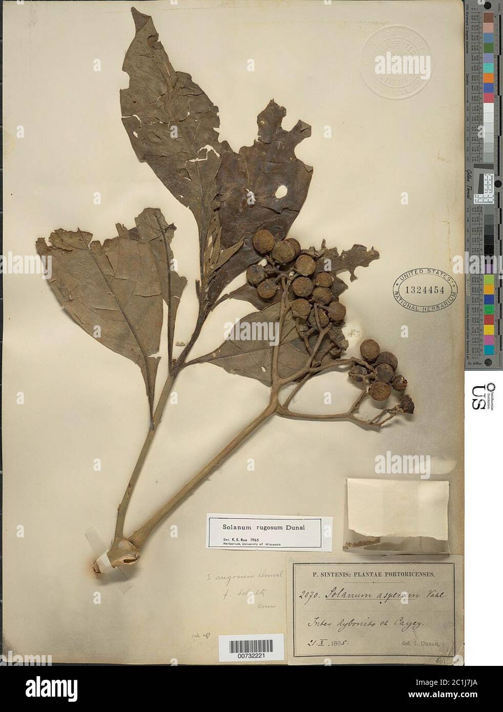 Solanum rugosum Dunal Solanum rugosum Dunal Stock Photo - Alamy
