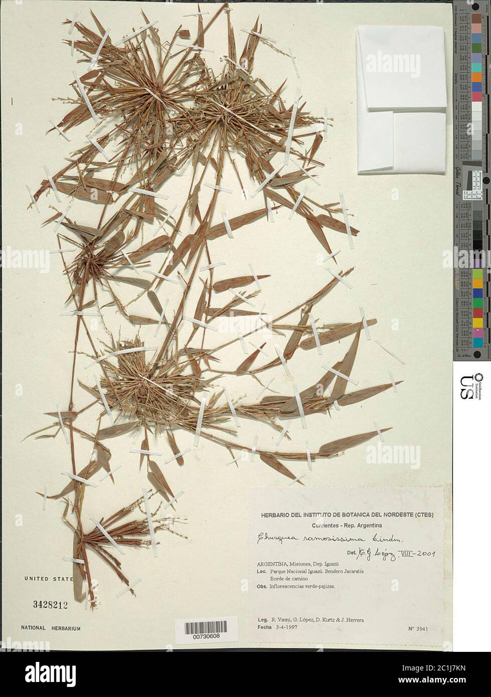 Chusquea ramosissima Lindm Chusquea ramosissima Lindm Stock Photo - Alamy