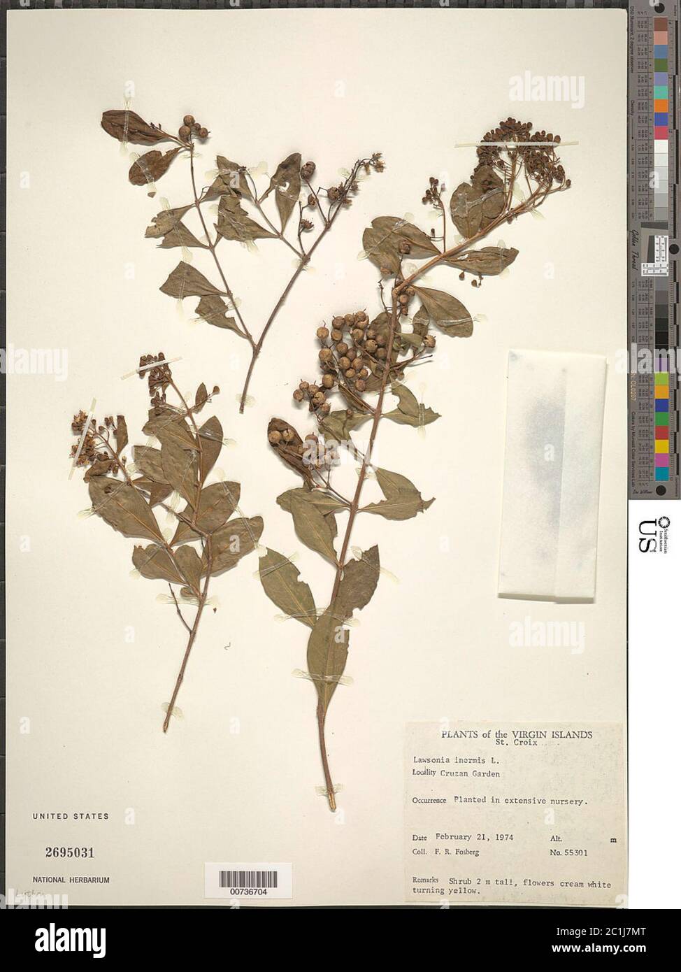 Lawsonia inermis L Lawsonia inermis L Stock Photo - Alamy