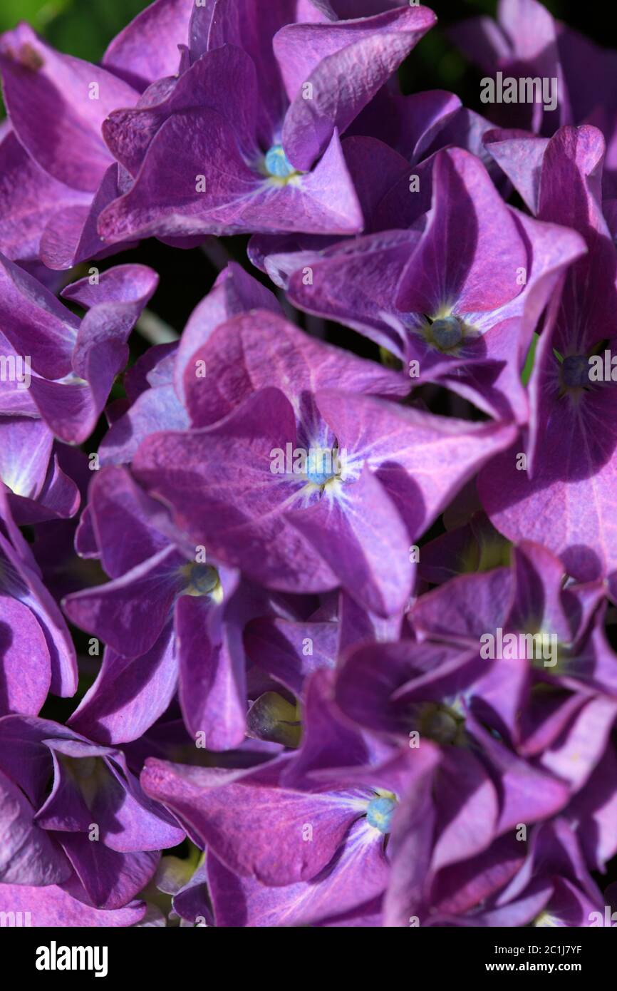 Purple Hydrangea background. Macro photo Stock Photo - Alamy