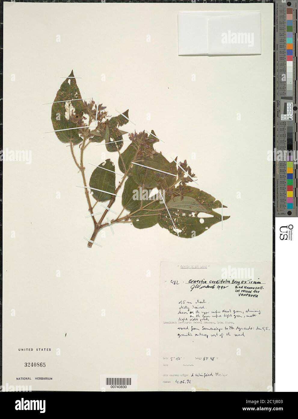 Ernestia cordifolia O Berg ex Triana Ernestia cordifolia O Berg ex ...