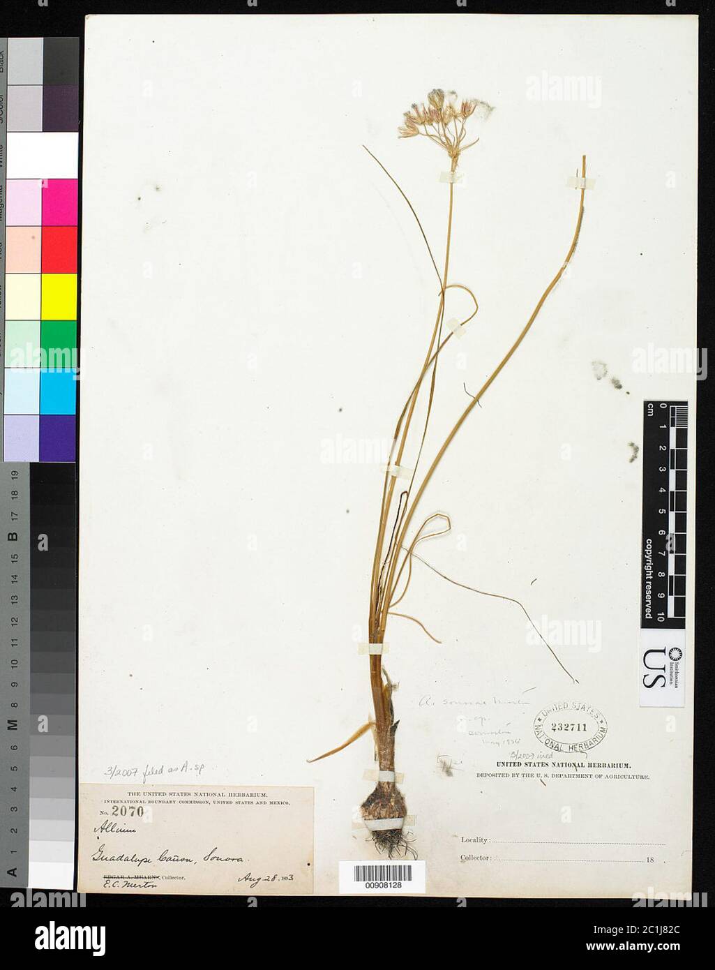 Allium sp Allium sp Stock Photo - Alamy