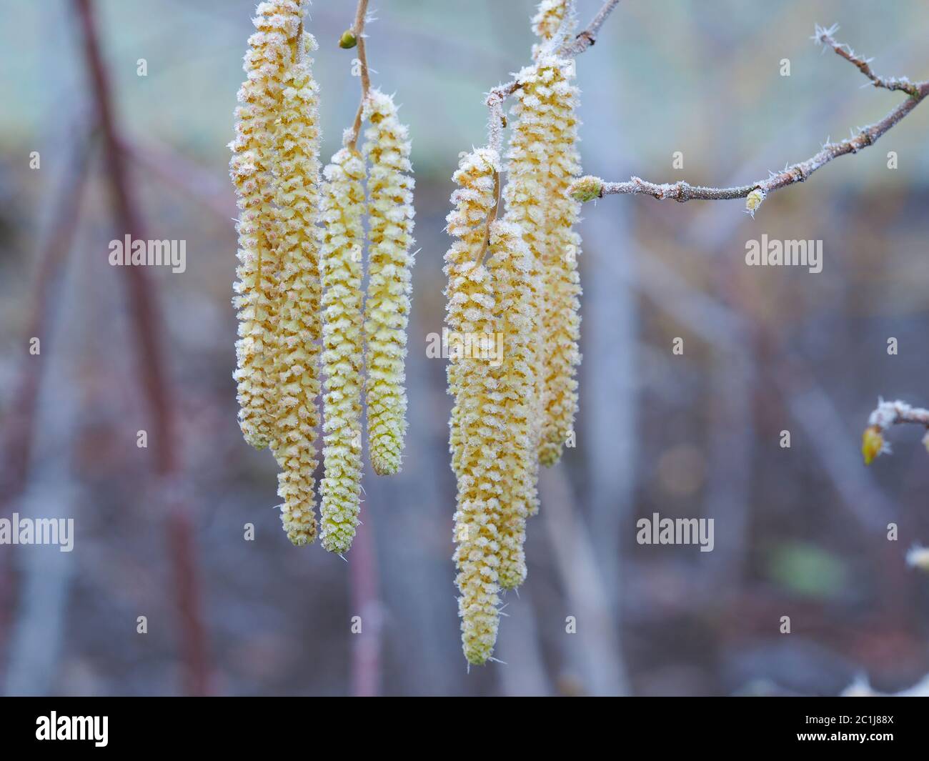 Closeup of frozen yellow catkins on a hazel tree in winter Stock Photo ...