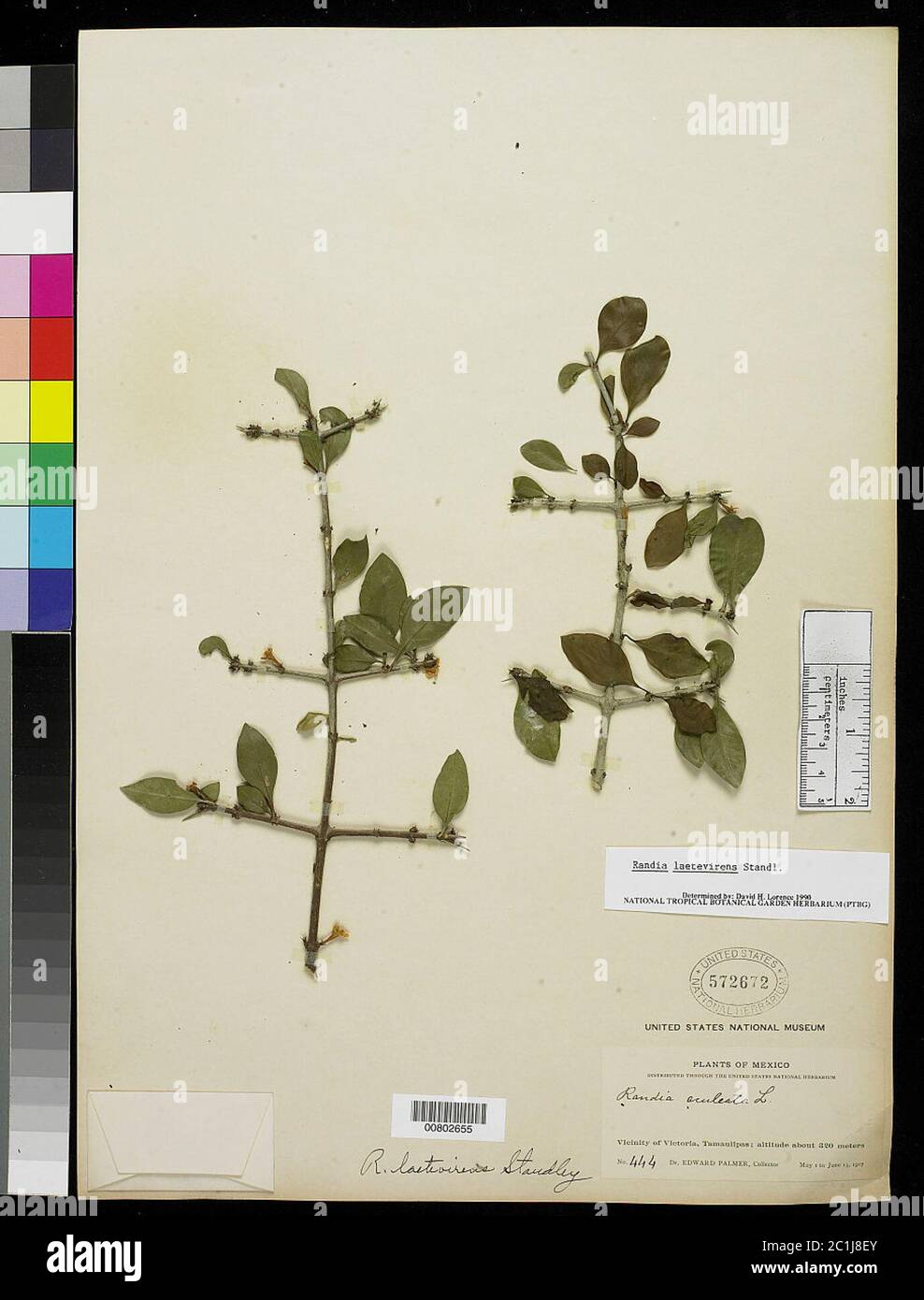 Randia laetevirens hi-res stock photography and images - Alamy