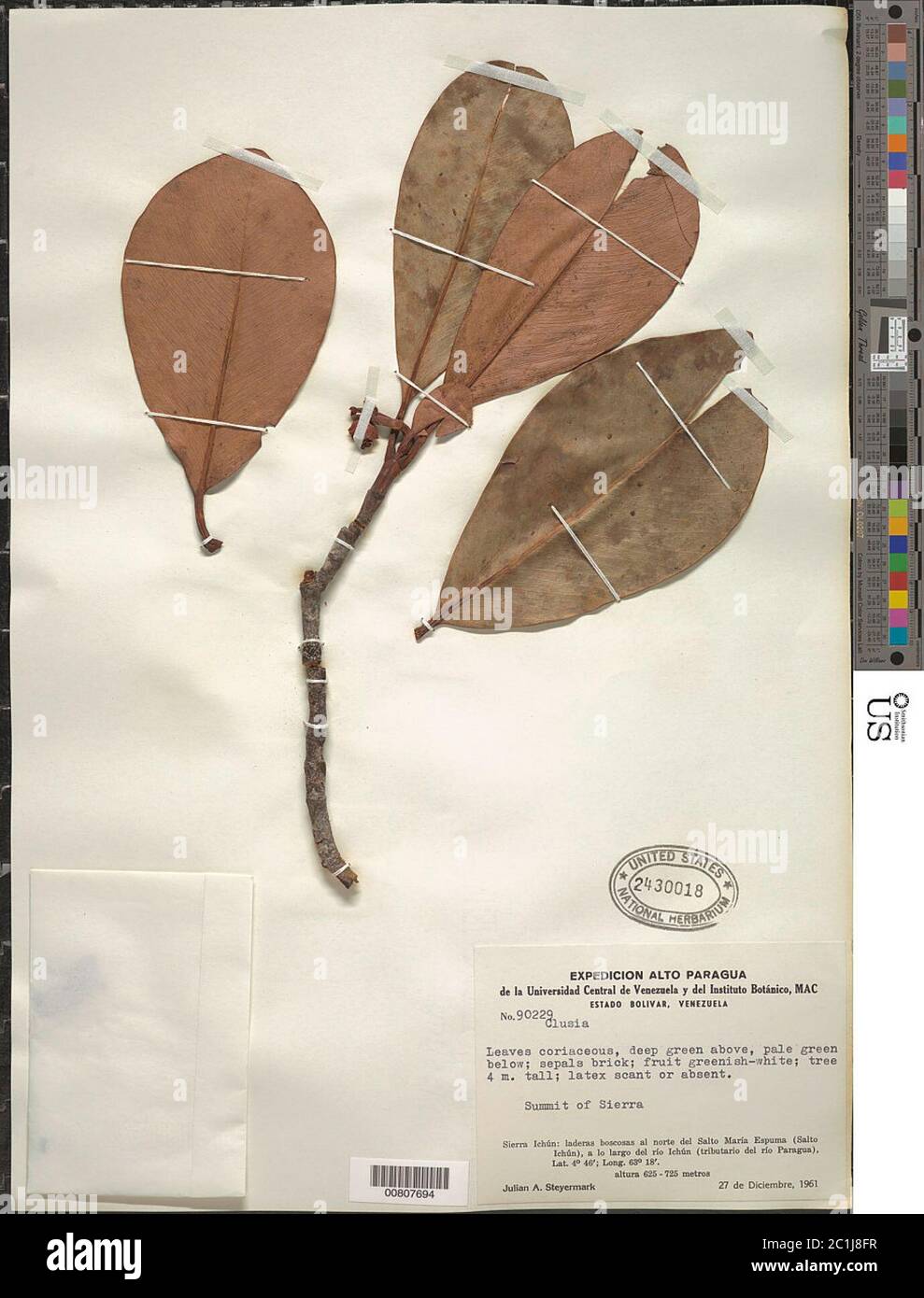 Clusia sp hi-res stock photography and images - Alamy