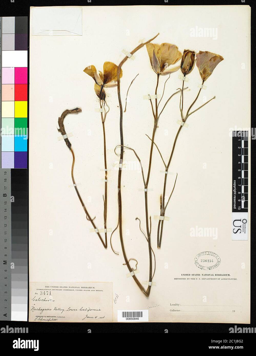 Calochortus concolor Baker Purdy Calochortus concolor Baker Purdy Stock ...