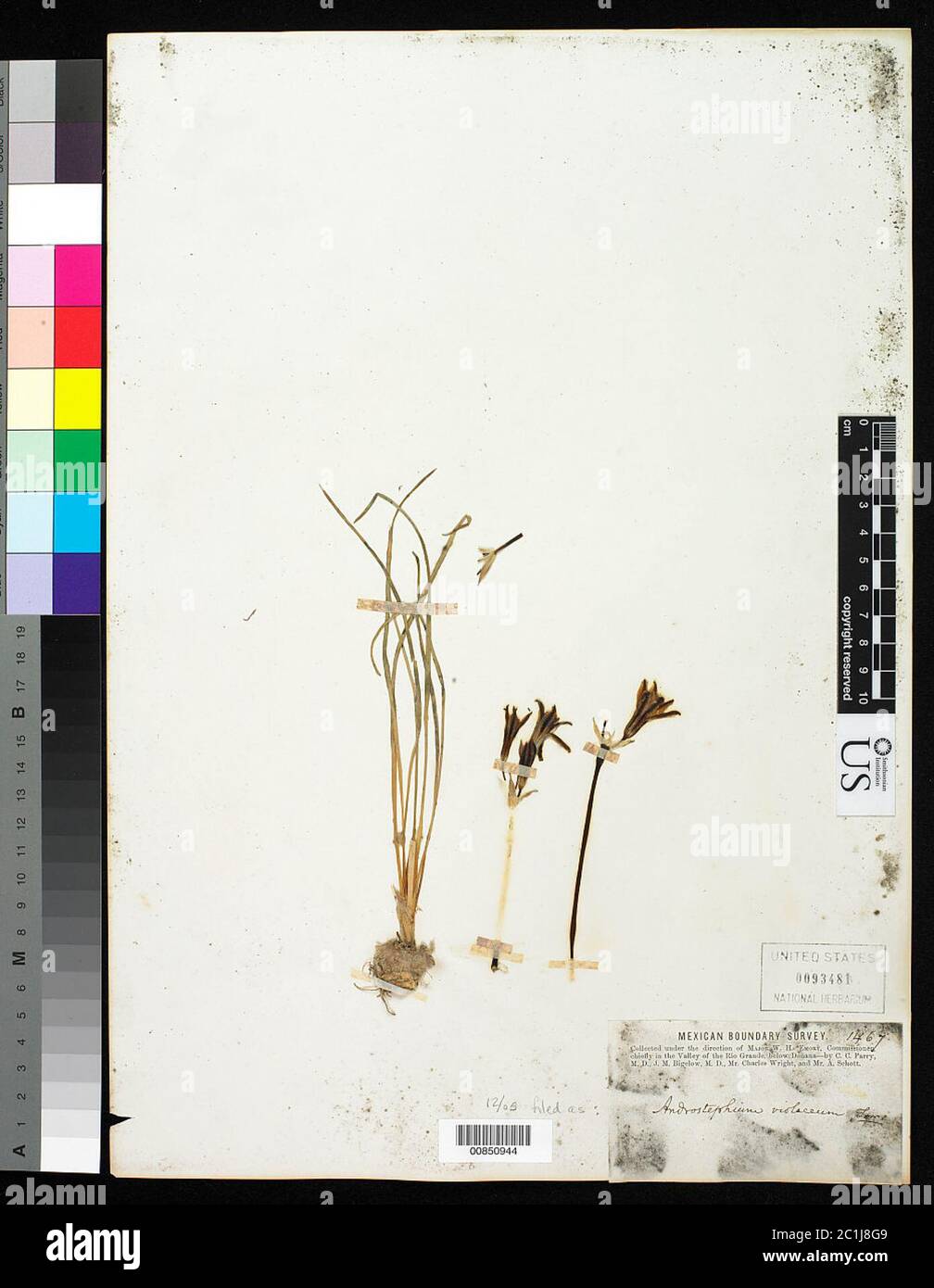 Androstephium coeruleum Scheele Greene Androstephium coeruleum Scheele ...