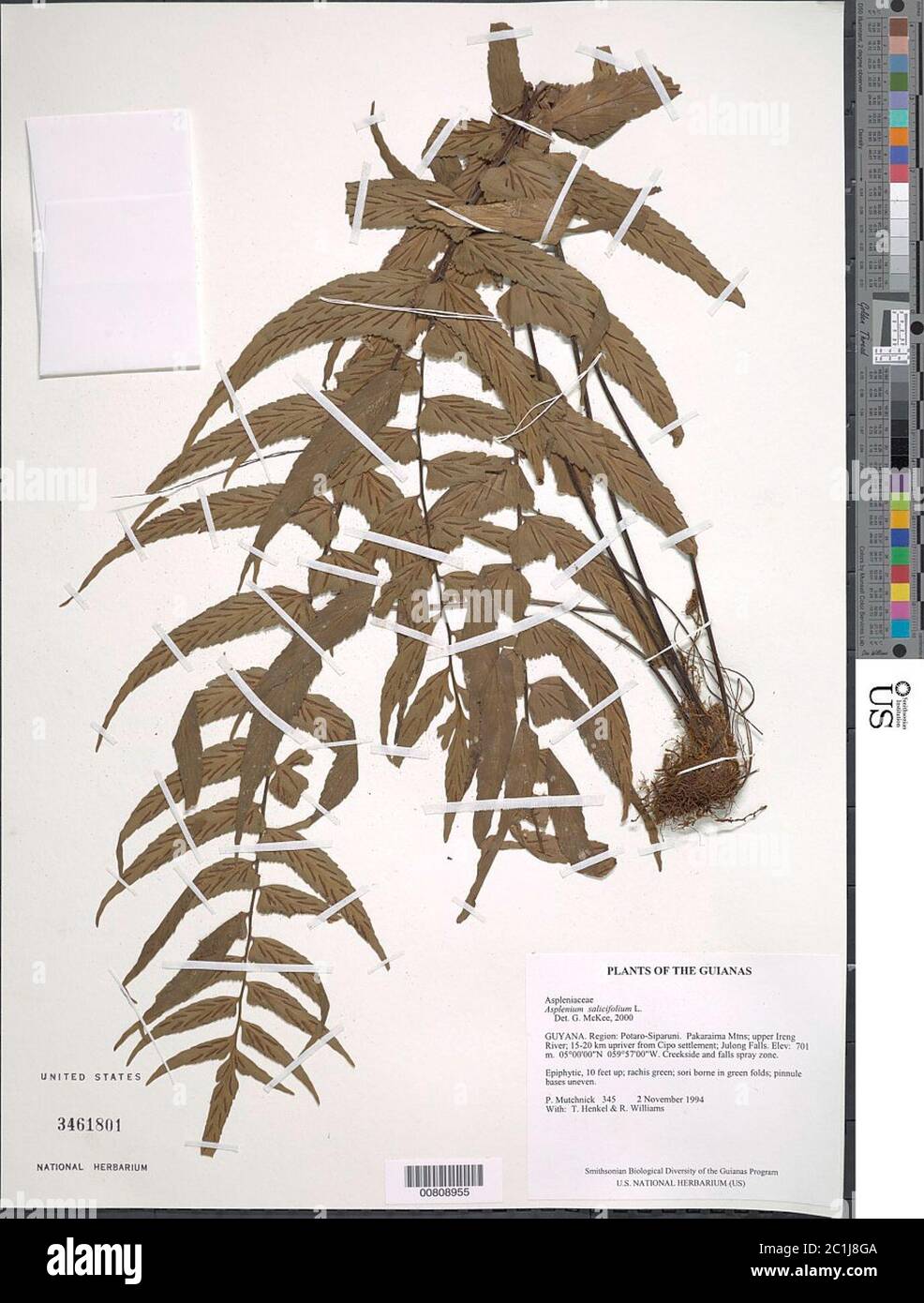 Asplenium salicifolium L Asplenium salicifolium L Stock Photo - Alamy