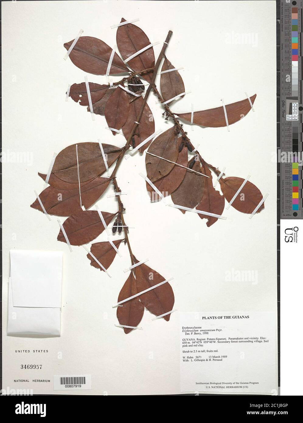 Amazonicum hi-res stock photography and images - Alamy