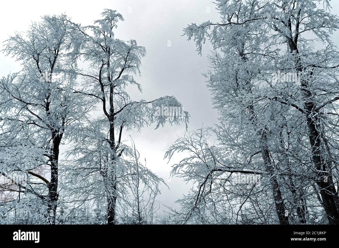 White forest hi-res stock photography and images - Alamy